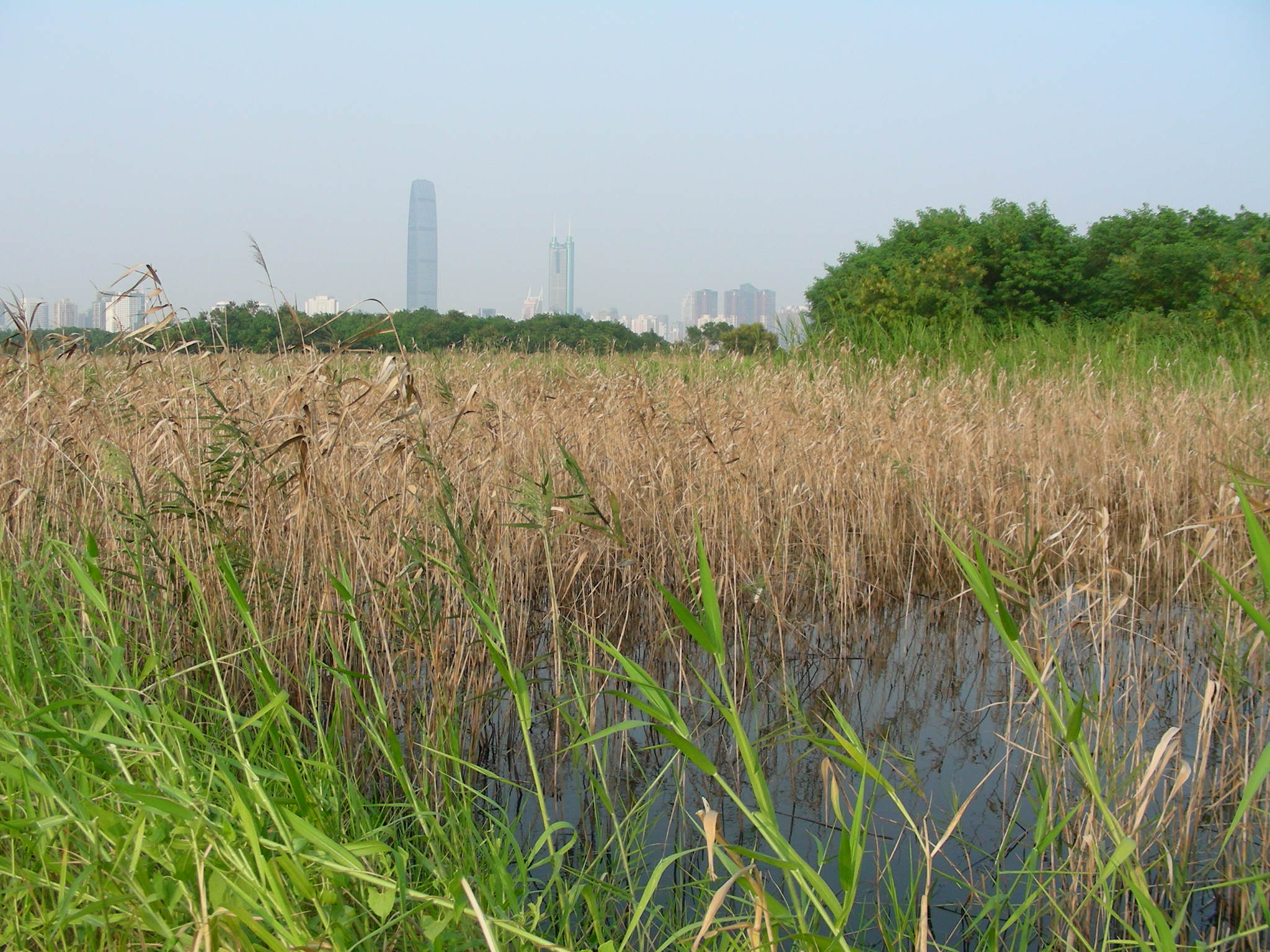 Design of “Ecological Area” in Lok Ma Chau Loop – Ecosystems Limited