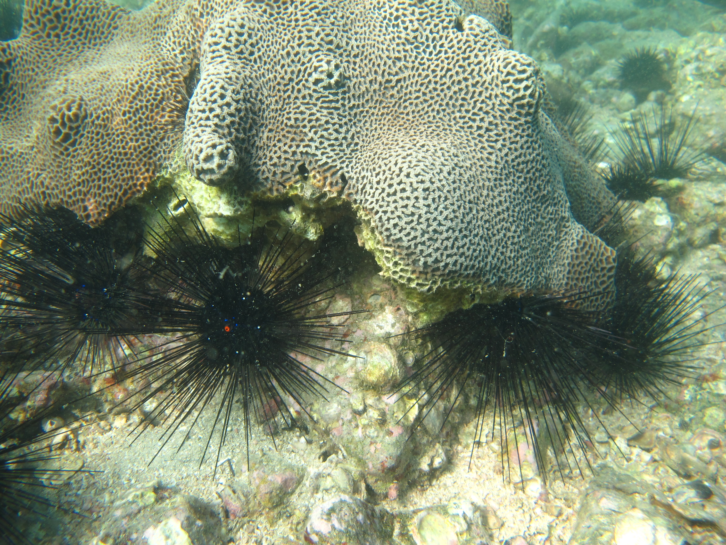 Study on Coral Bio-erosion – Ecosystems Limited